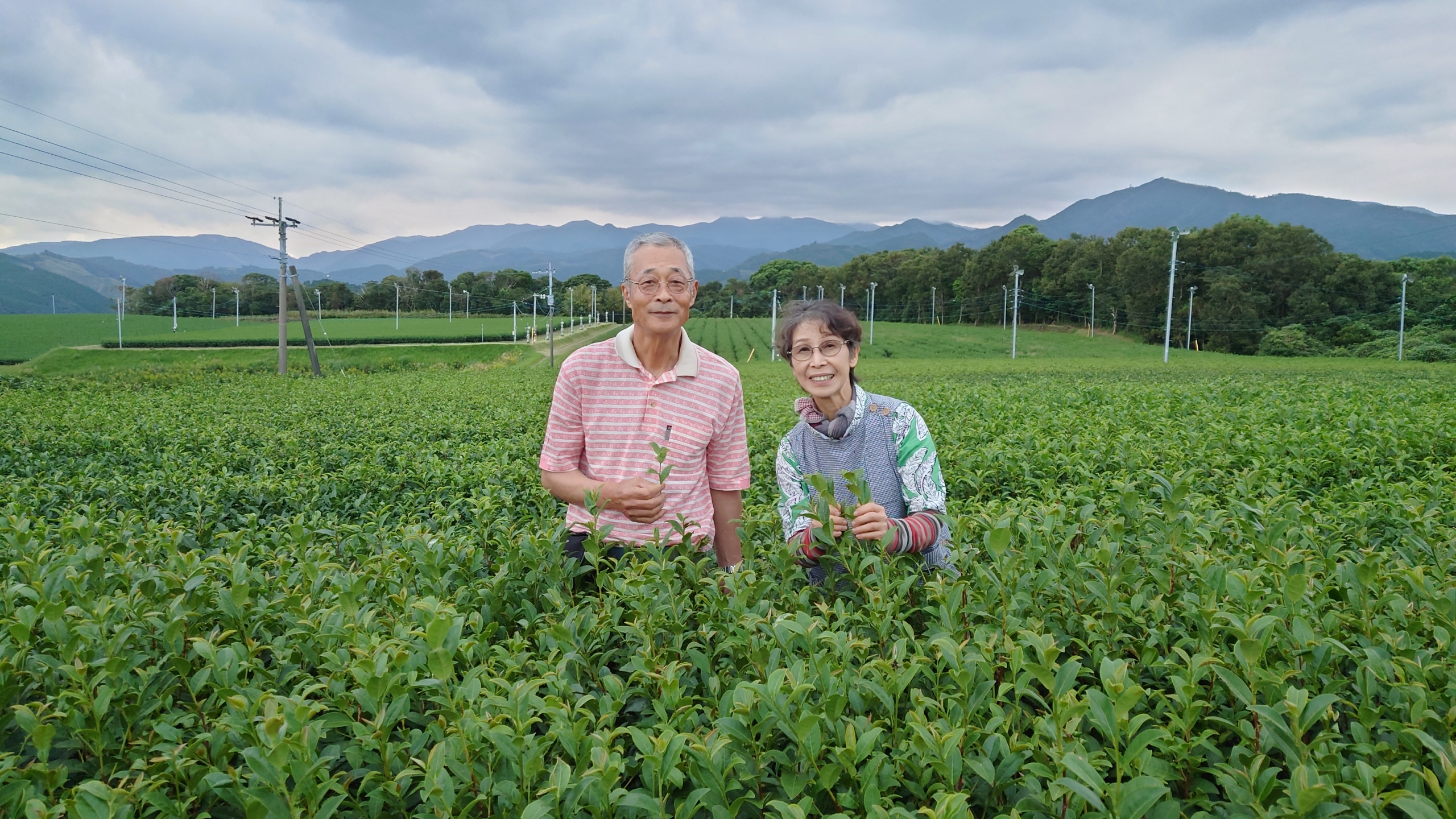 Miyazaki Bio-Teegarten der Familie Morimoto – MARIMO Tee